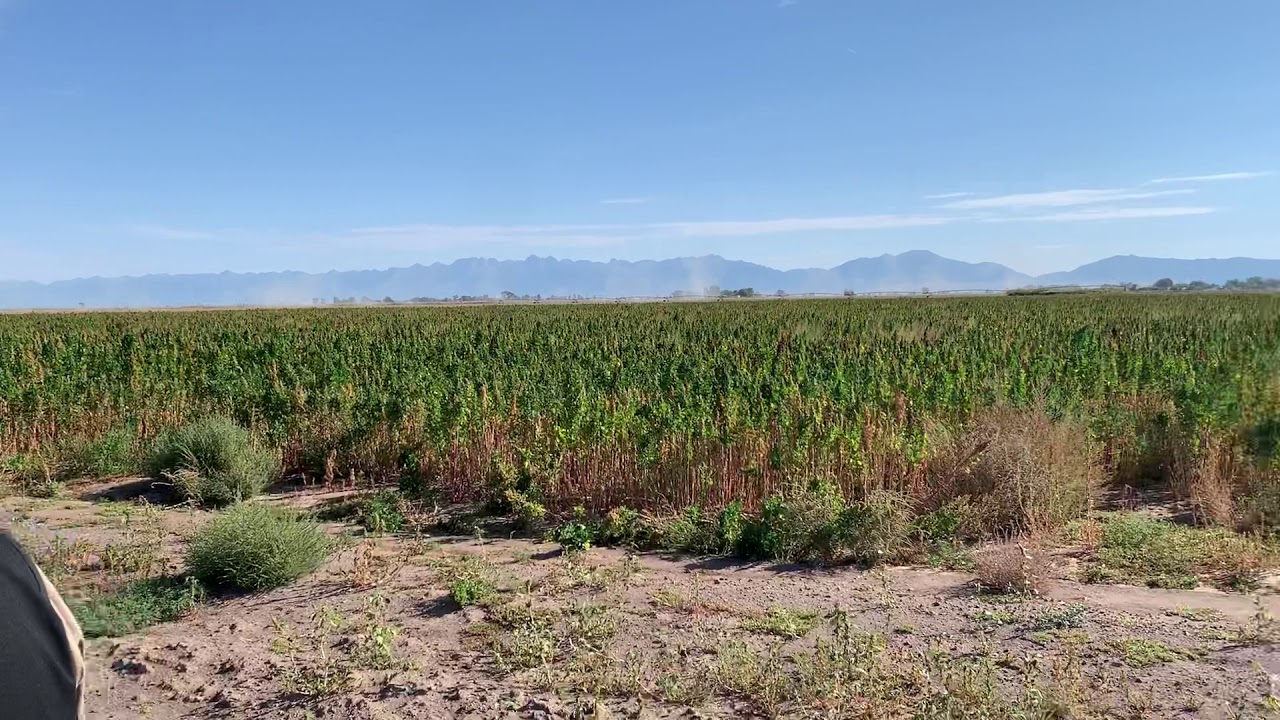 Quinoa Field in Colorado - YouTube