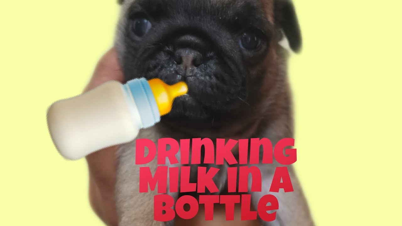 Baby Pug Drinking Milk in Bottle - YouTube