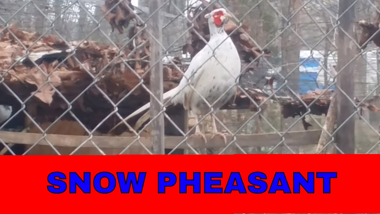 RINGNECK PHEASANT - An Alaskan Snow Pheasant Rooster - YouTube