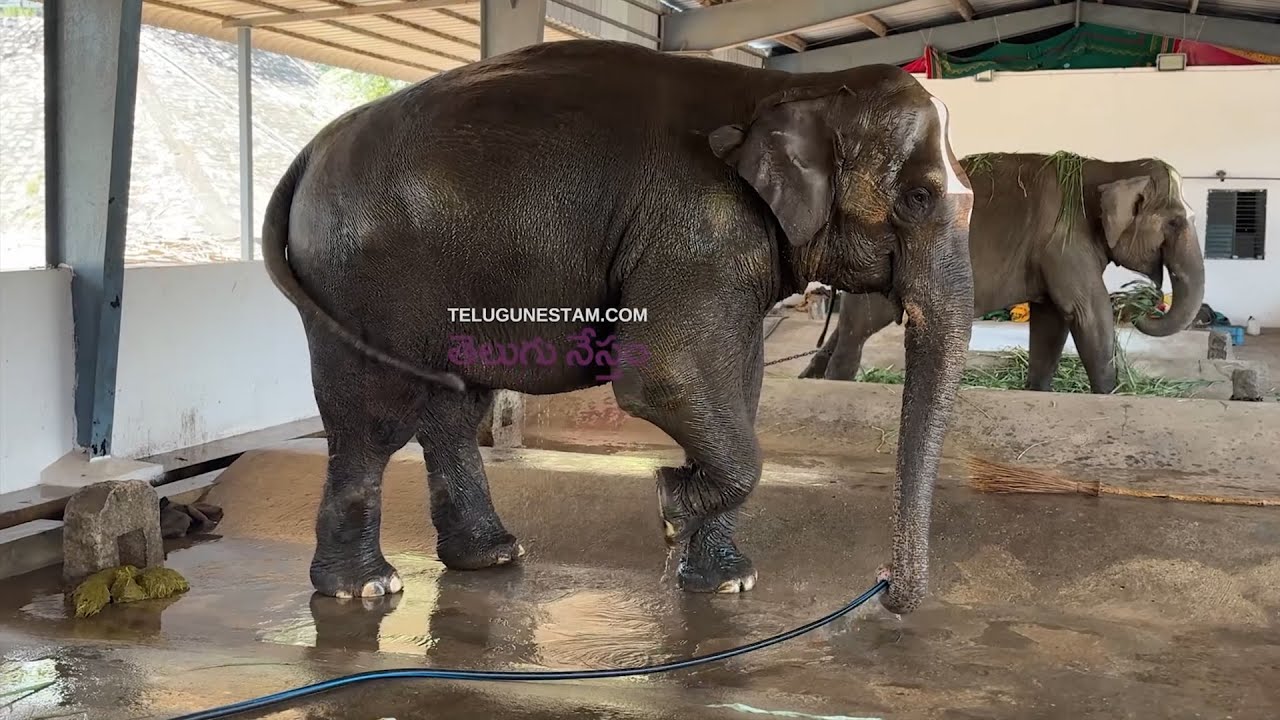 Tirumala Lord Sri Venkateswara Swamy Temple Elephant At Goshala - YouTube