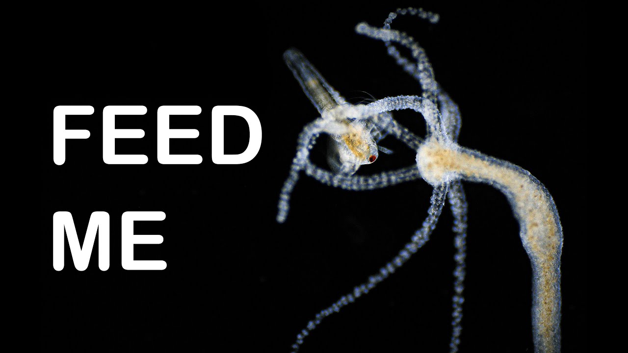 Feeding a microscopic monster (Hydra under the microscope) - YouTube