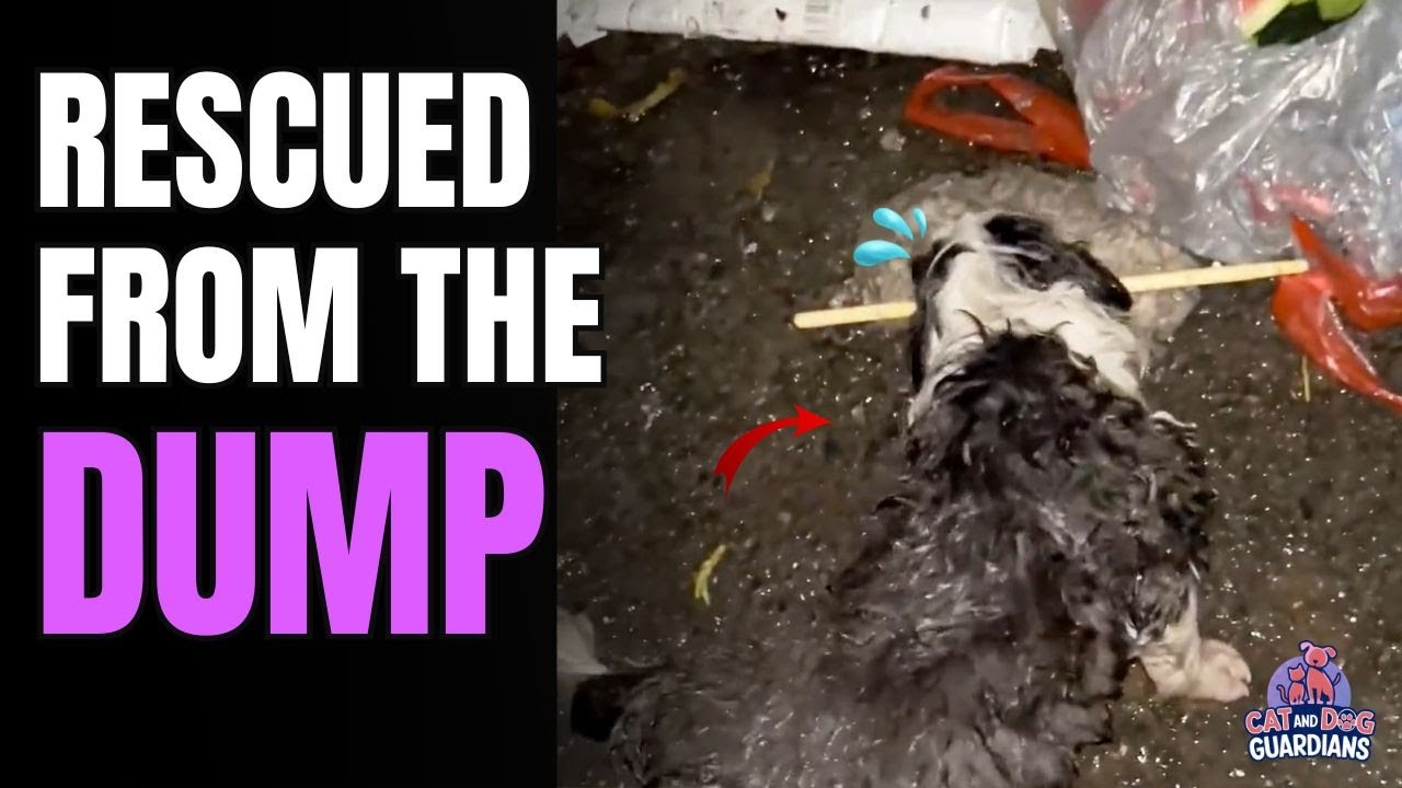 I Found a Puppy in the Garbage Dump… What Happened Next Shocked Me # ...