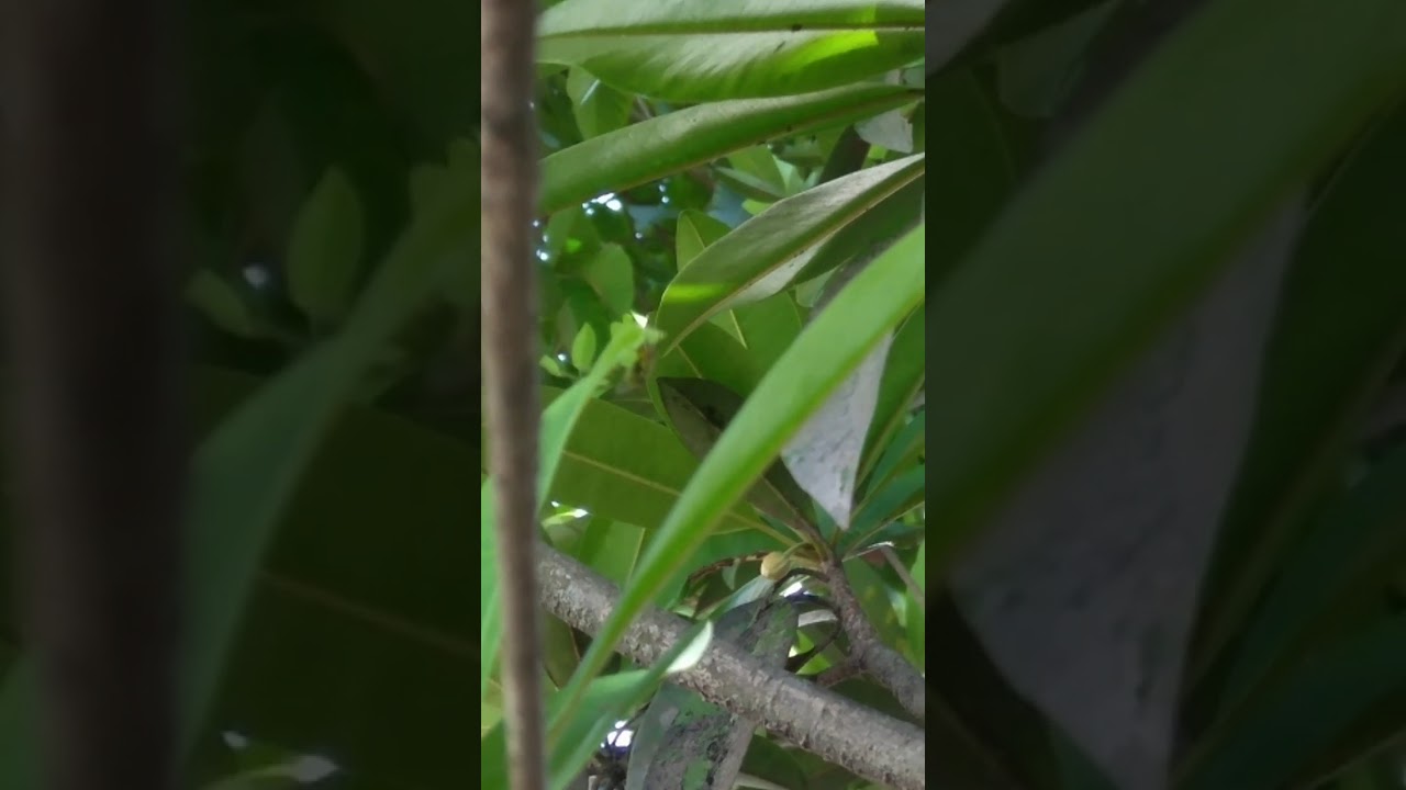 Putakti sa may puno ng Chico - YouTube