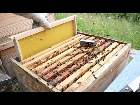 Arıya İlave Ham Petek Verme