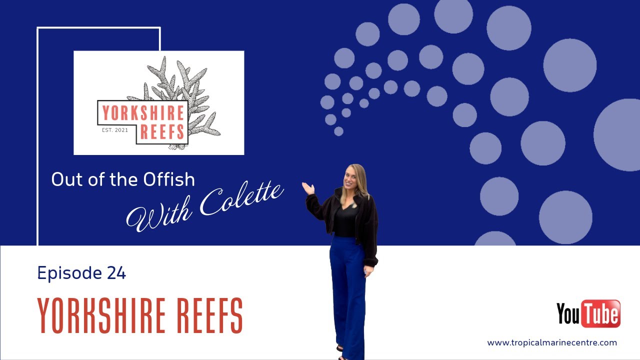 Out of the Offish With Colette Episode 24 - Yorkshire Reefs Aquafest ...