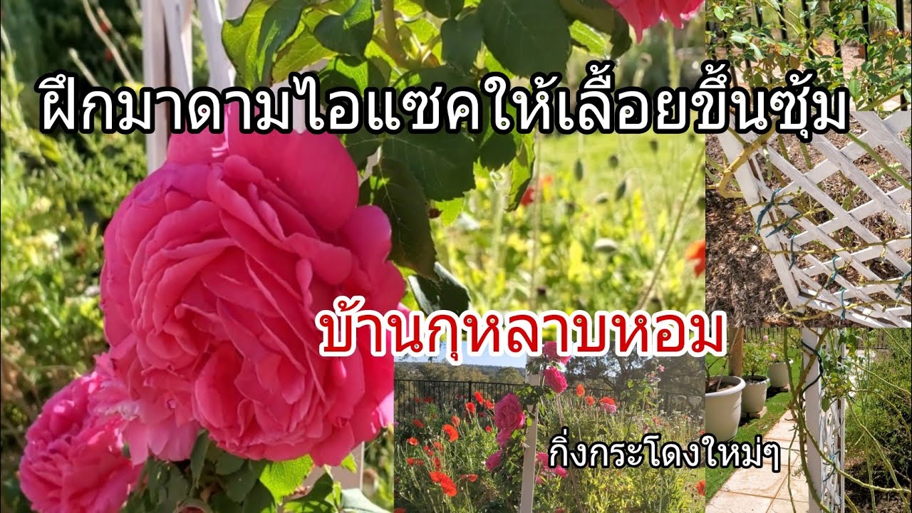 พันกุหลาบเลื้อยมาดามไอแซค(Mme.Issac Rose)ขึ้นซุ้ม ชมกุหลาบฤดูใบไม้ร่วง ...