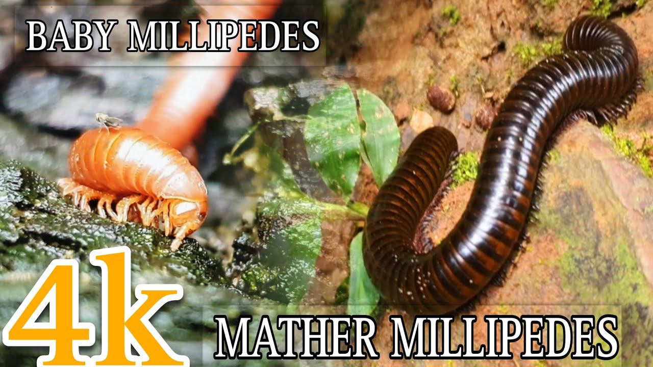 BABY MILLIPEDES IS EATING SO CUTE - YouTube