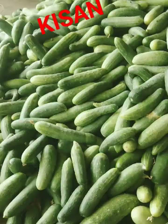 Kisan Youtube