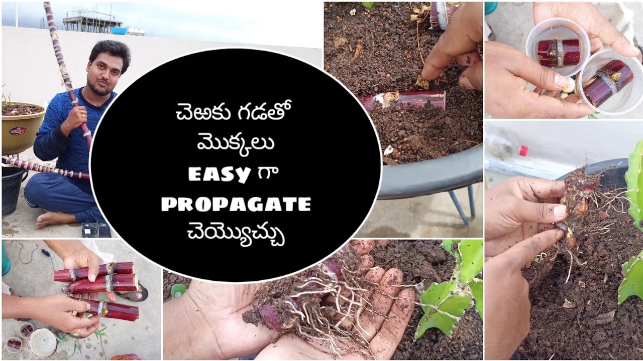 How to propagate Sugar cane plants | Different ways to propagate Sugar ...
