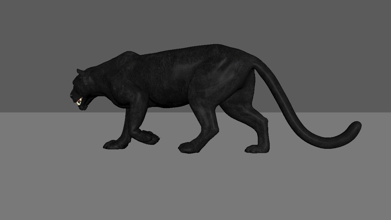 Panther walking - YouTube