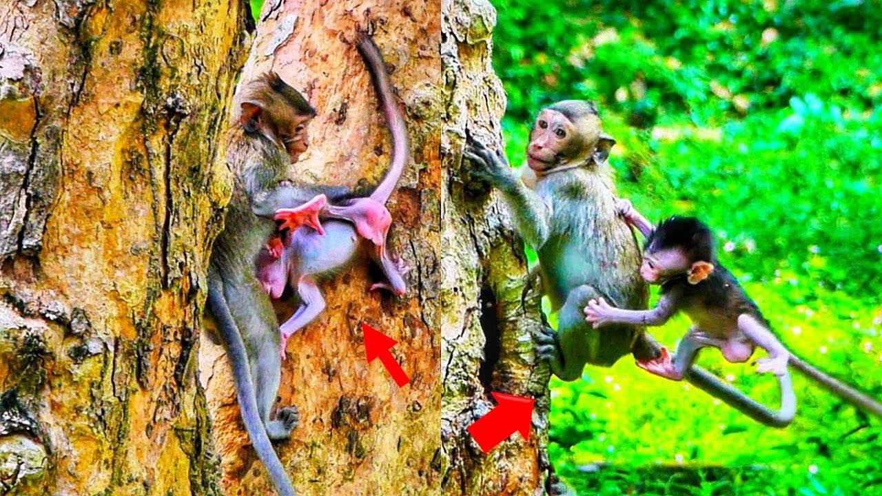 Oh God.! Unbelief Tiny Little Monkey Stealing Newborn Pebbles Climbing A S_eriously High Trees ...