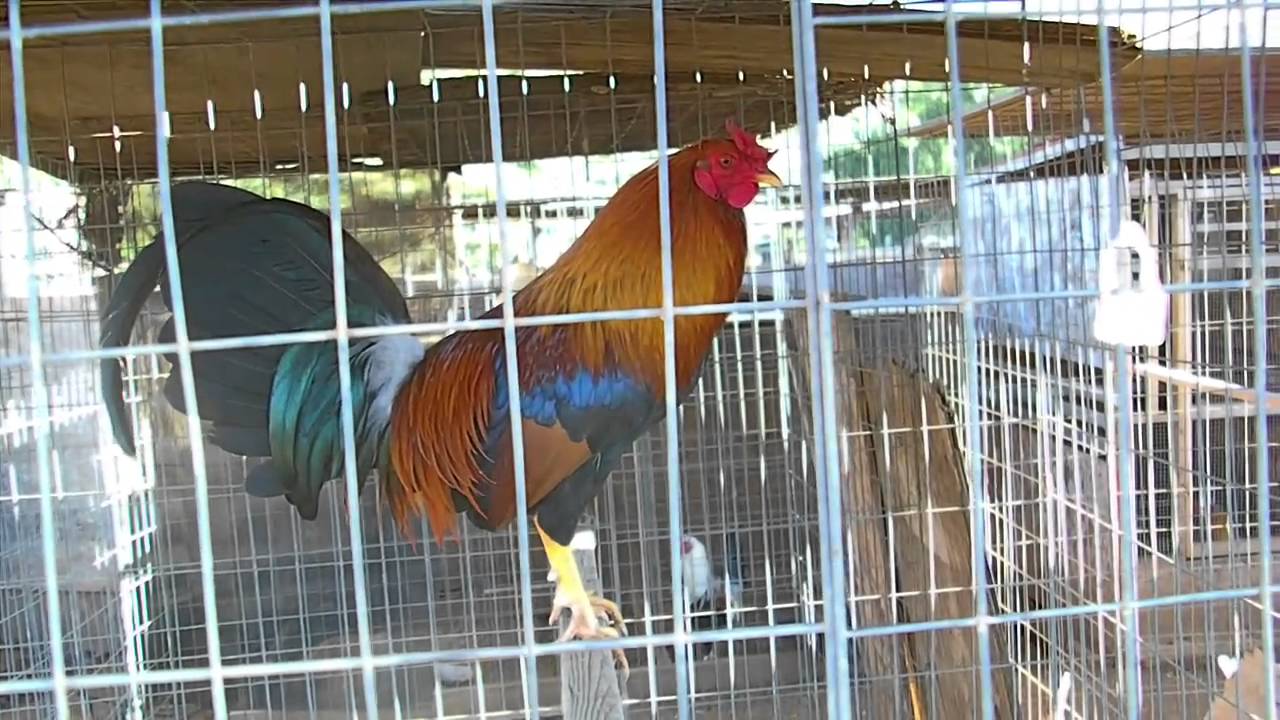 7 months stag yellow leg hatch - YouTube