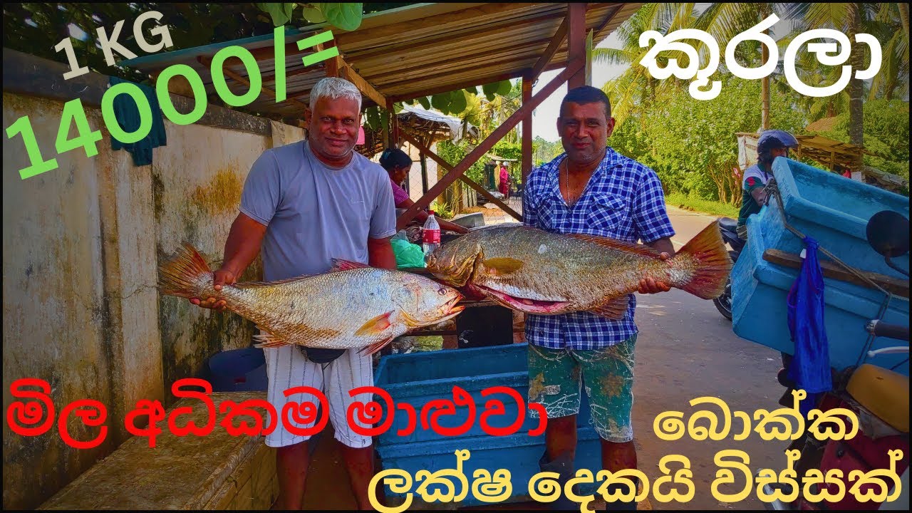 Most expensive kurala fish (මිල අධිකම මාළුවා කූරලා) cutting in village ...