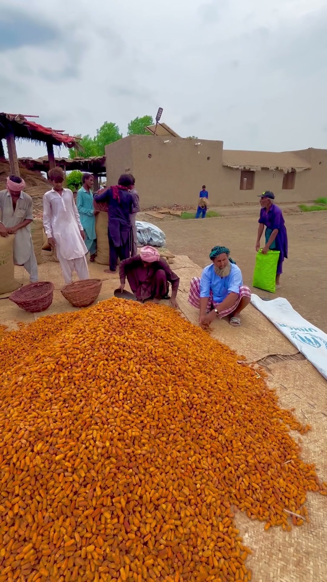 Dry Chuhare ️🌴#dates #villagelife #farming #share - YouTube