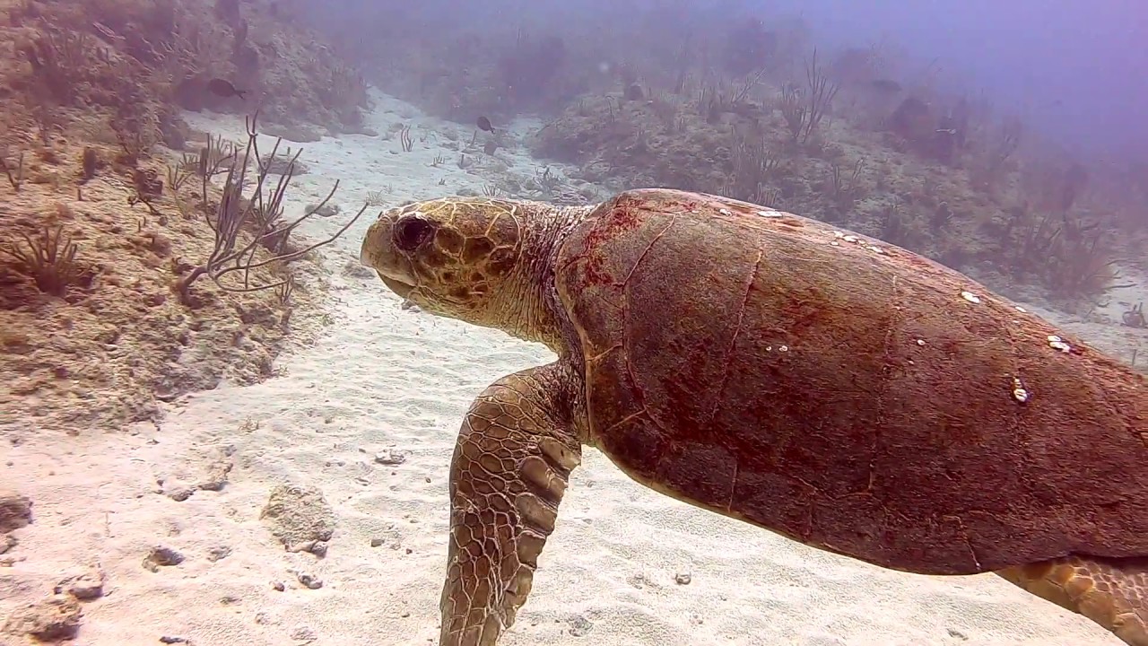 Pompano Beach Drift Dive with South Florida Diving Headquarters - YouTube