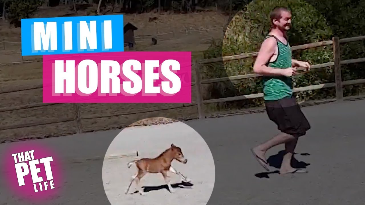 MINI Horses 😍🐴🙈 | Funny Farm Animal Compilation - YouTube