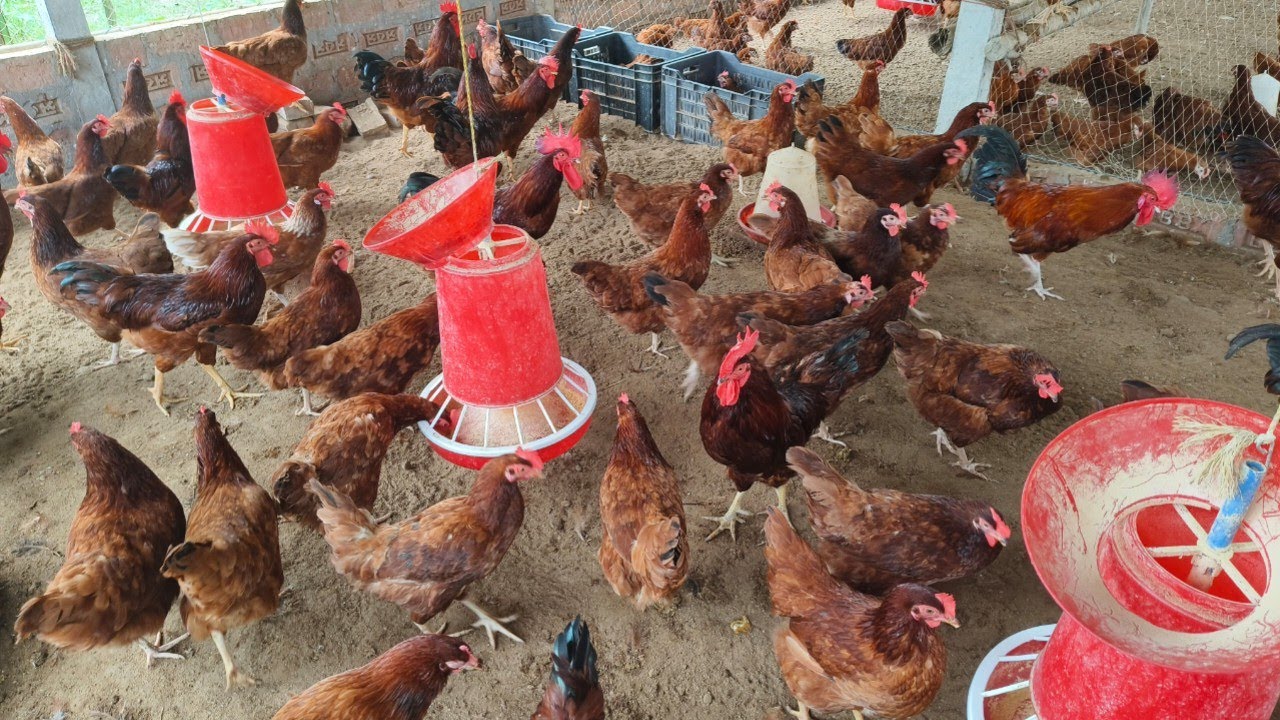 RIR লেয়াৰ মুৰ্গী পালন কোকৰাঝাৰ অসম। RIR Layer Farming at Assam - YouTube