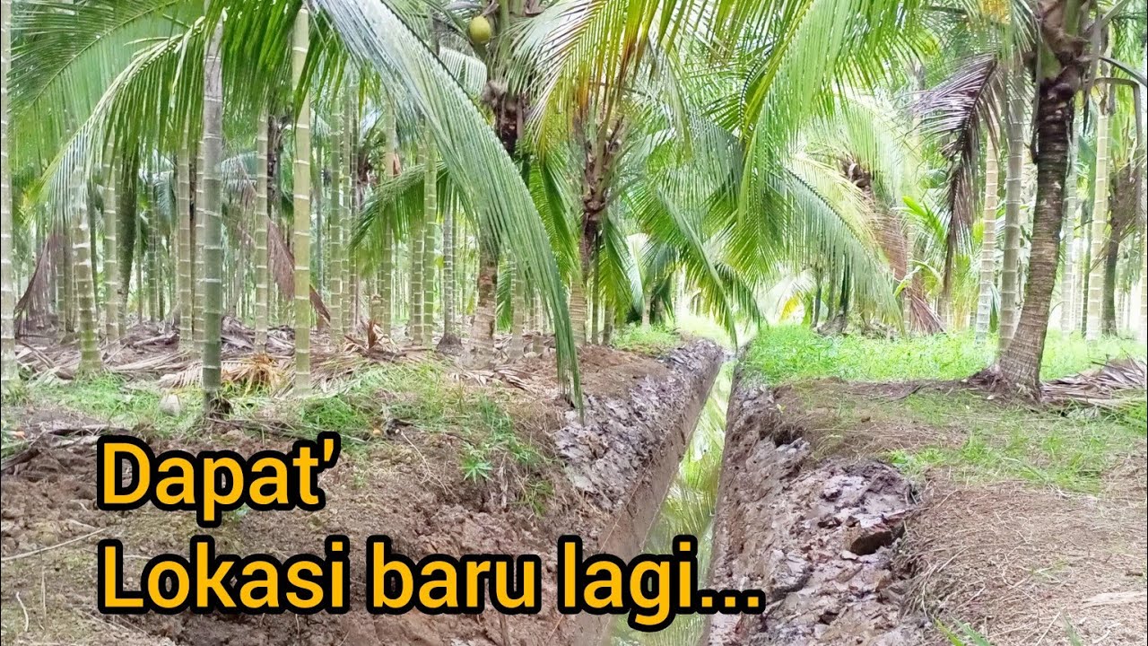 lokasi baru,nyangkul serpis parit di perkebunan pinang+kelapa.. - YouTube