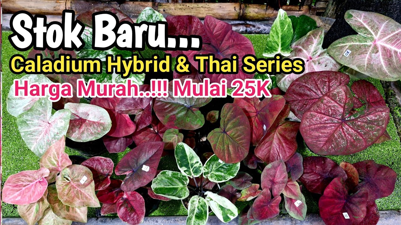 Stok Baru Caladium Hybrid & Thai Series Part#180 - YouTube