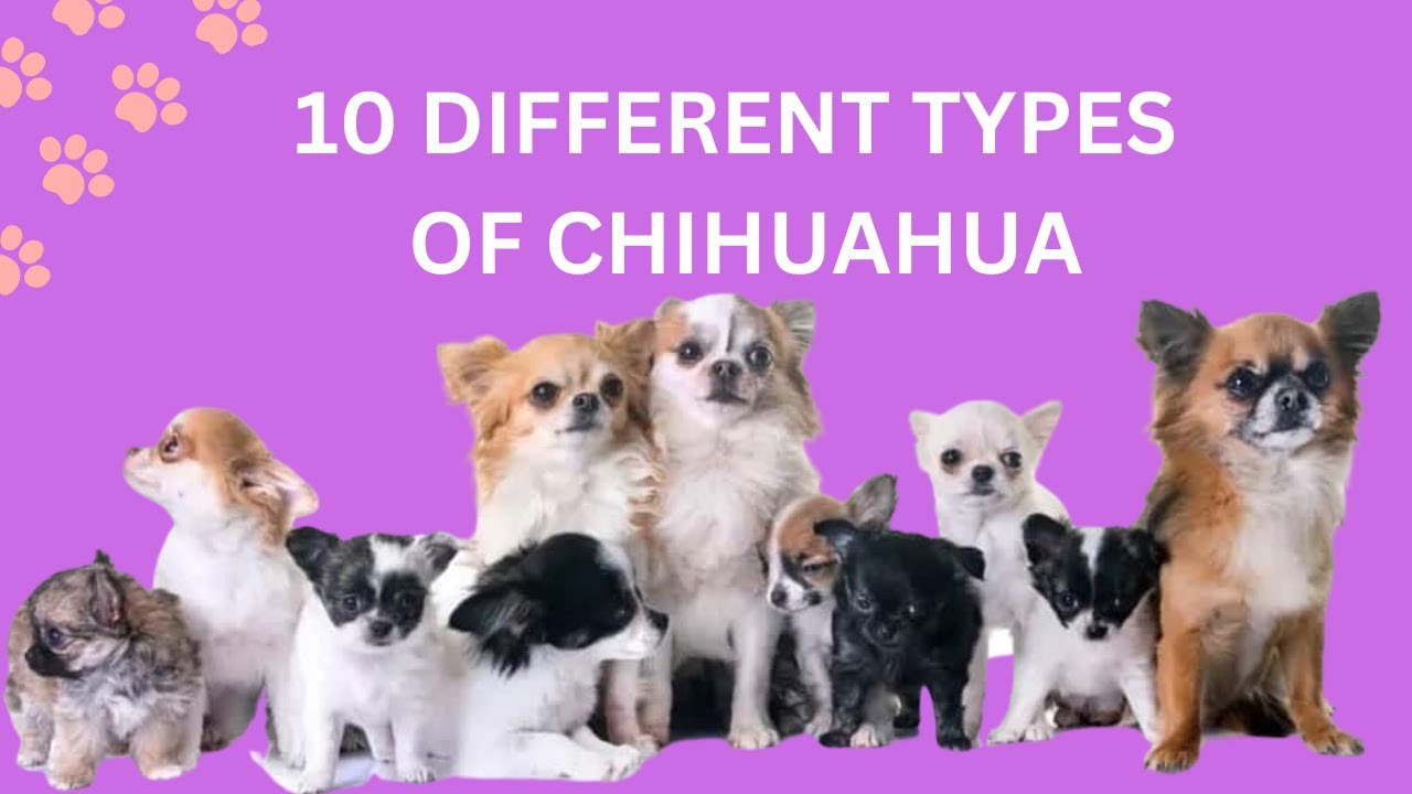 10 Different Types of Chihuahua and Their Unique Characteristics - YouTube