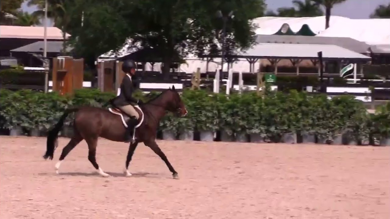 And So Forth - small pony hunter - YouTube