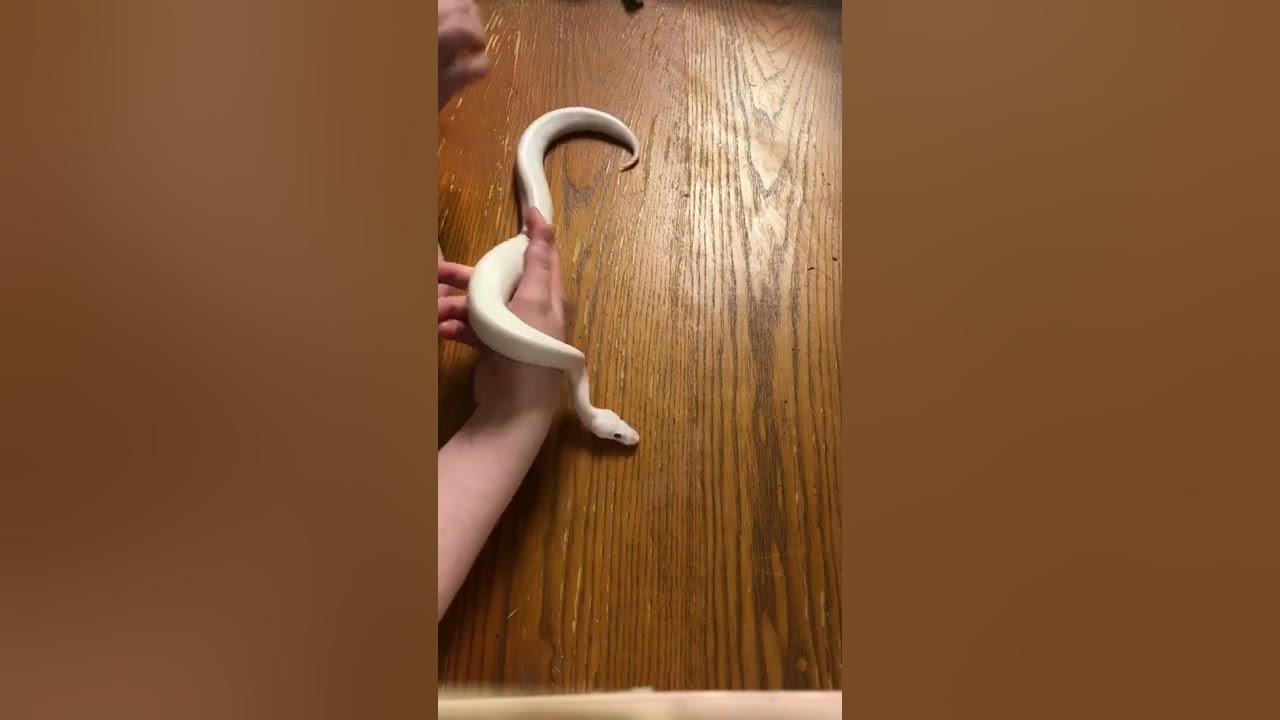 Welcome To Snake TV - YouTube