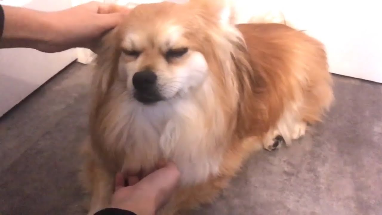 (asmr) visual ASMR dog petting - YouTube