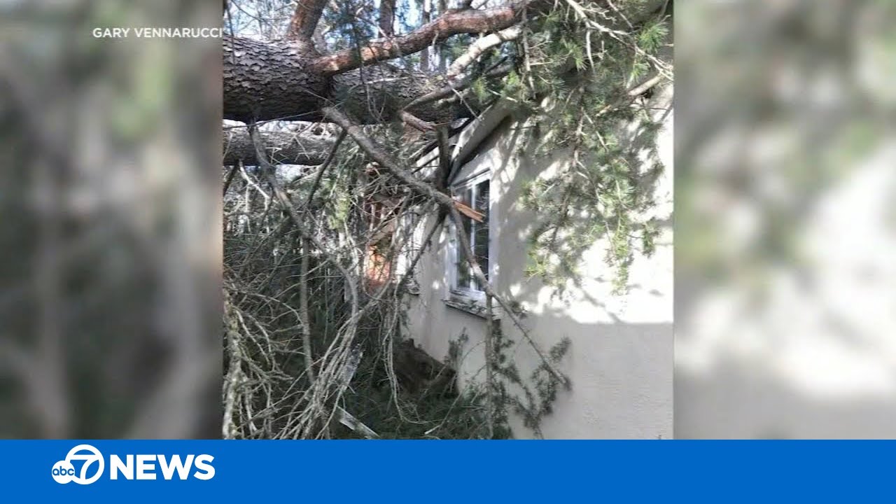 California family escapes falling 100-foot tree that broke through ...