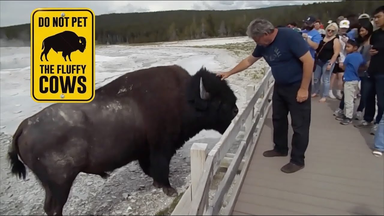 A man caught on video petting a bison at Yellowstone National Park ...