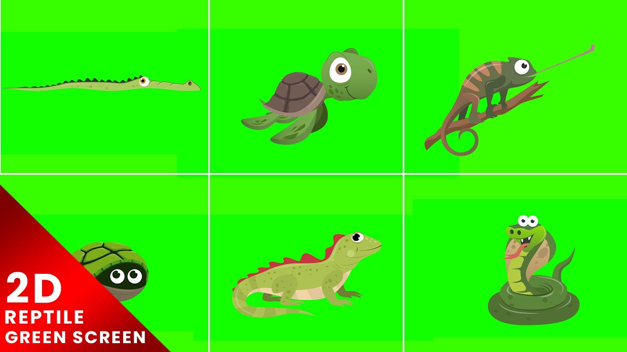 2D Reptile Green Screen For Editing For Free - YouTube