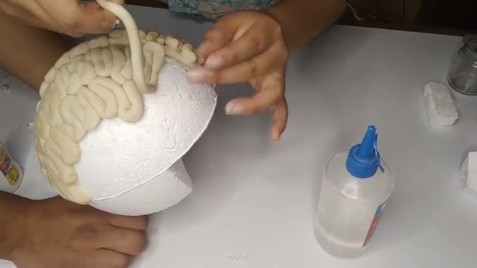 How To Make A Brain Model Out Of Styrofoam