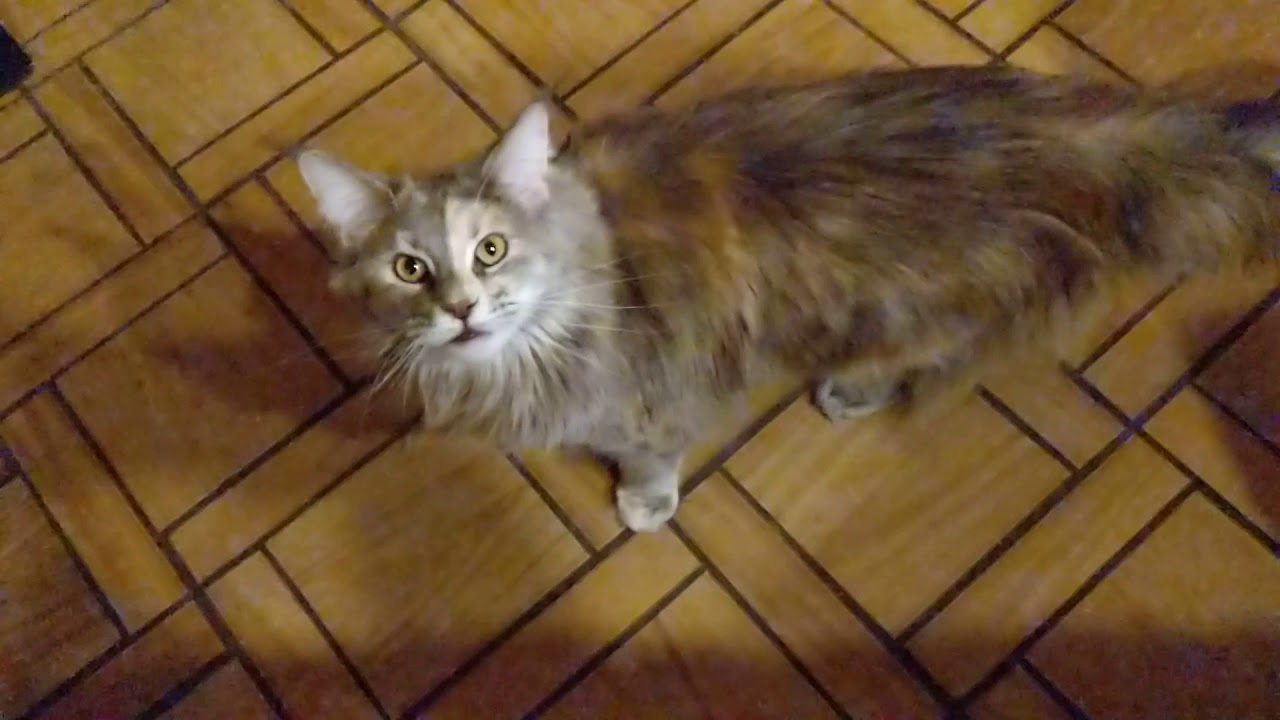 Maincoon cat talking - YouTube