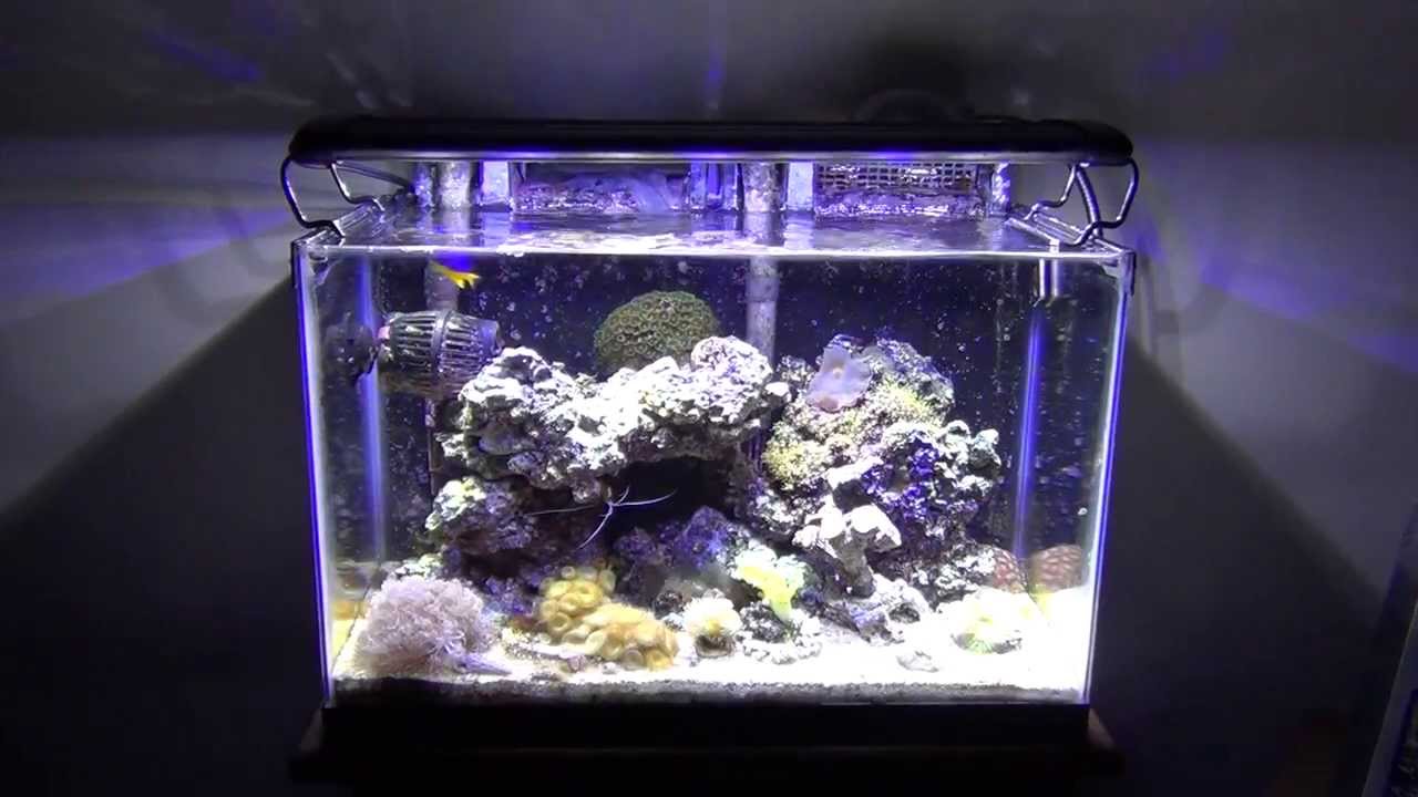 My Nano Saltwater Reef Tank - YouTube