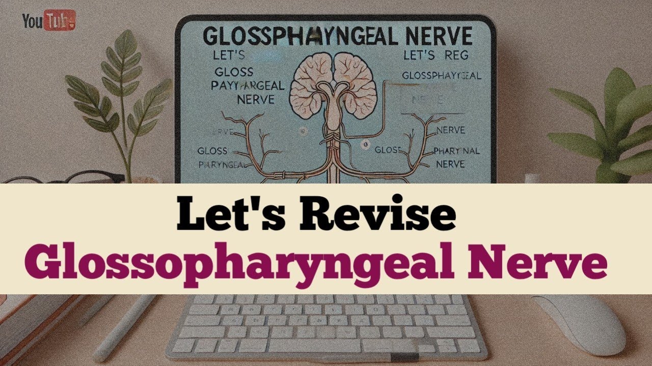 Glossopharyngeal Nerve Course and Distribution | Rapid Anatomy Revision ...