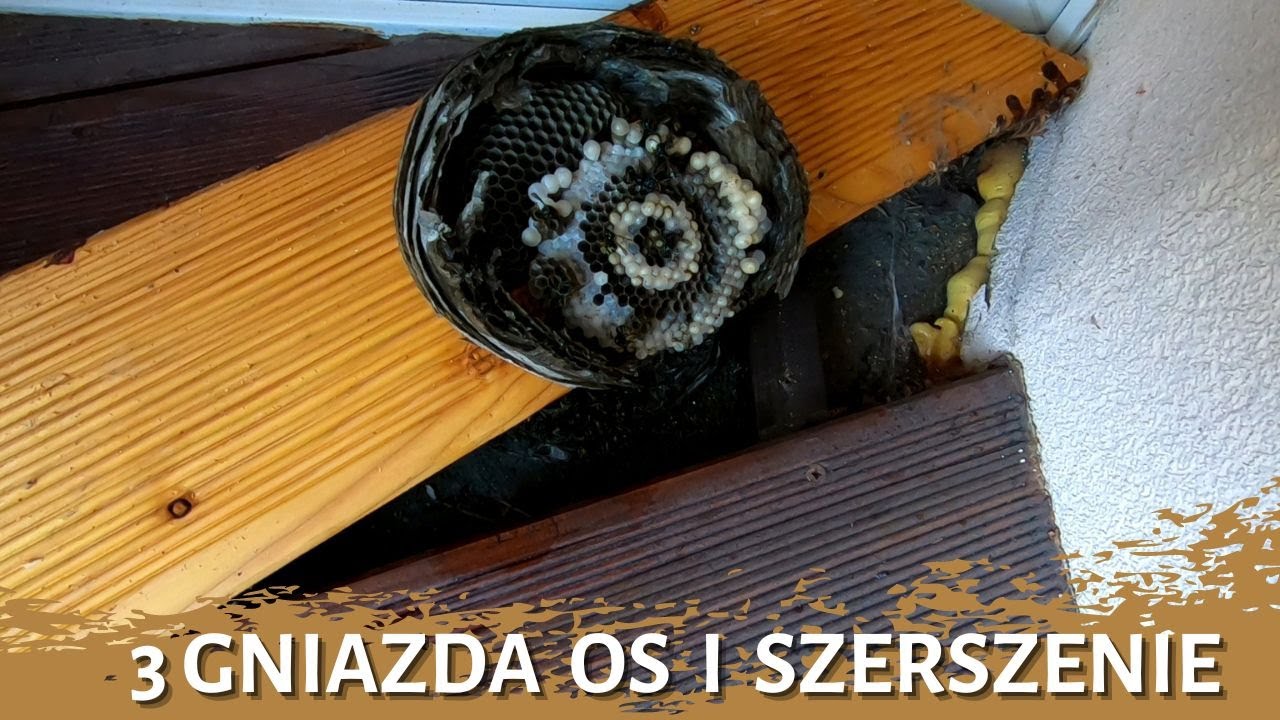 3 gniazda os i szerszenie - usuwanie gniazda - likwidacja gniazda ...