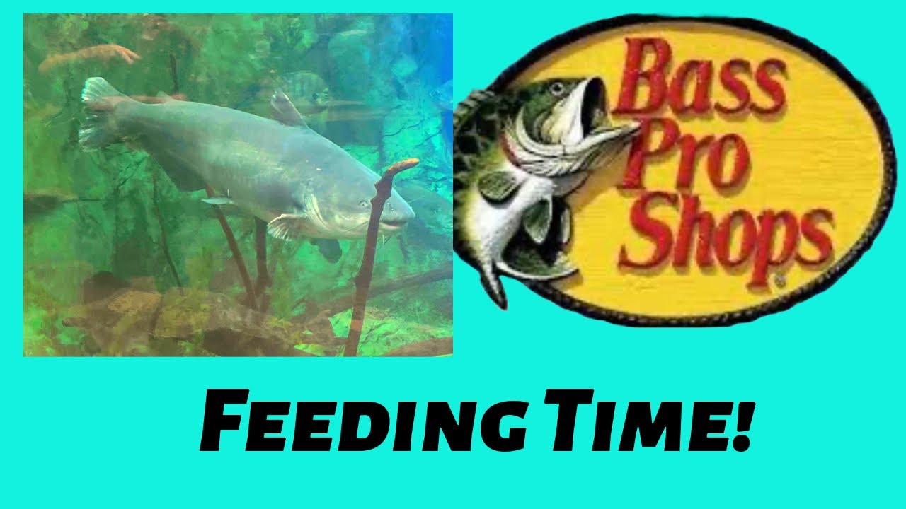 Feeding the Fish at Bass Pro Shop - YouTube