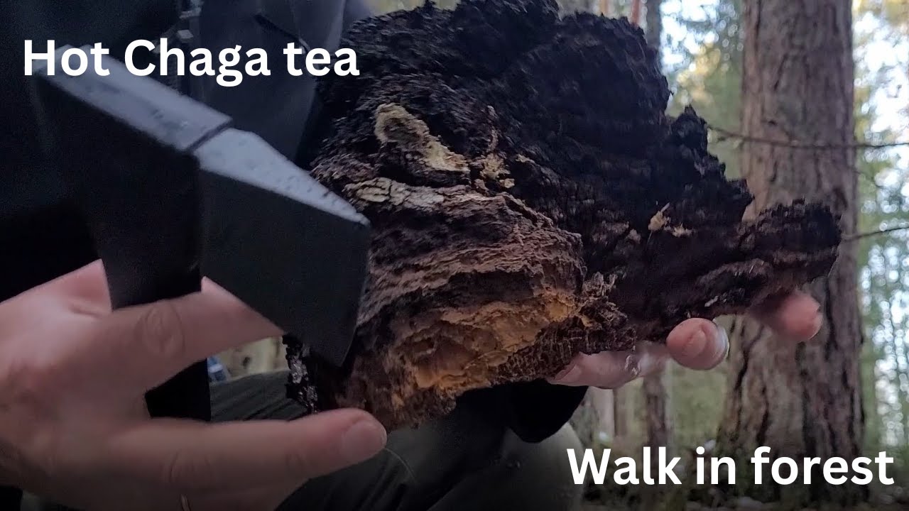 Making Chaga Tea Walk in Forest - YouTube