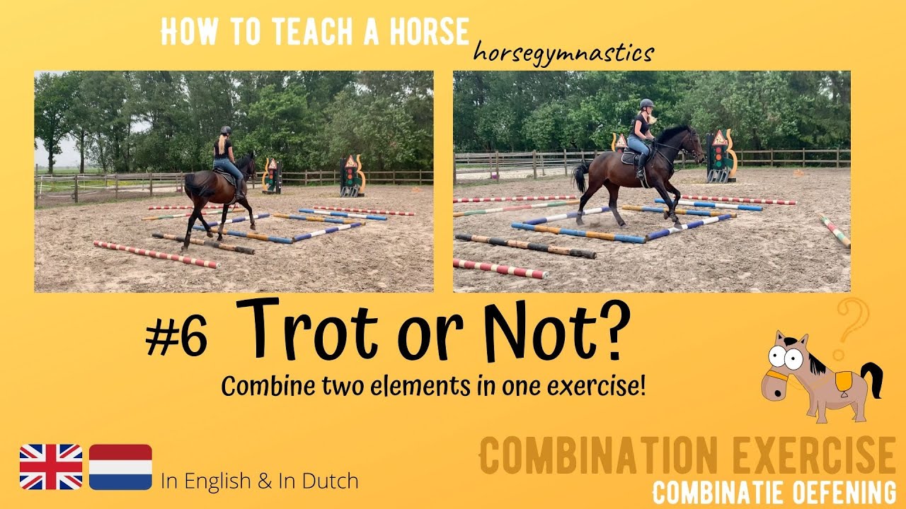 HOW TO TEACH YOUR HORSE GYMNASTICS || #6 TROT OR NOT COMBINATION ...