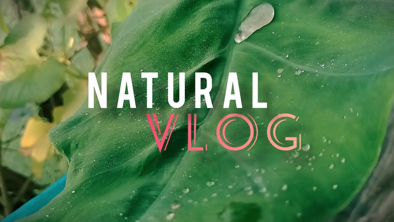 Natural Vlog In My Village || Inaya's Creation - YouTube