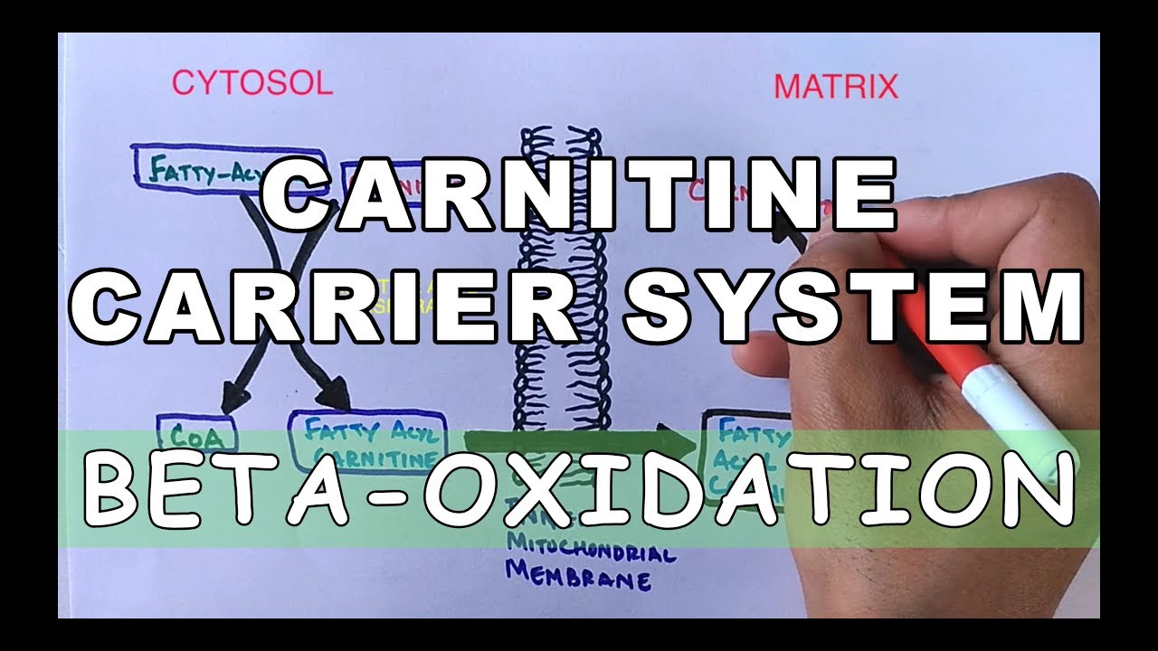 Carnitine Carrier System | Beta Oxidation Part II - YouTube