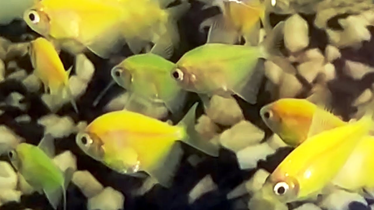 glofish - gold tetra fish | ornamental exotic fish at aquarium - YouTube