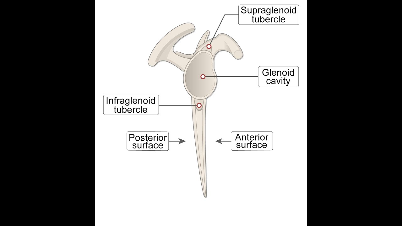 Anatomy of the Supraglenoid Tubercle and Infraglenoid Tubercle of the ...