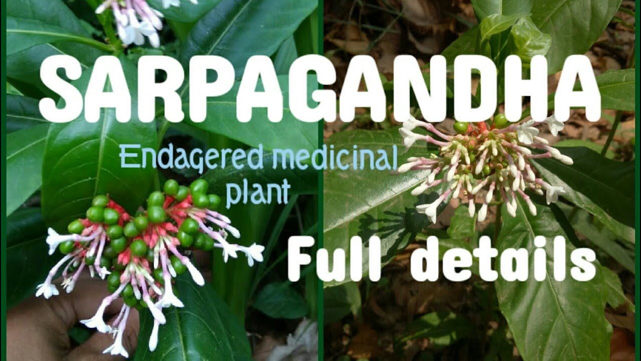 Endangered plant with medicinal properties of Rauvolfia serpentina ...