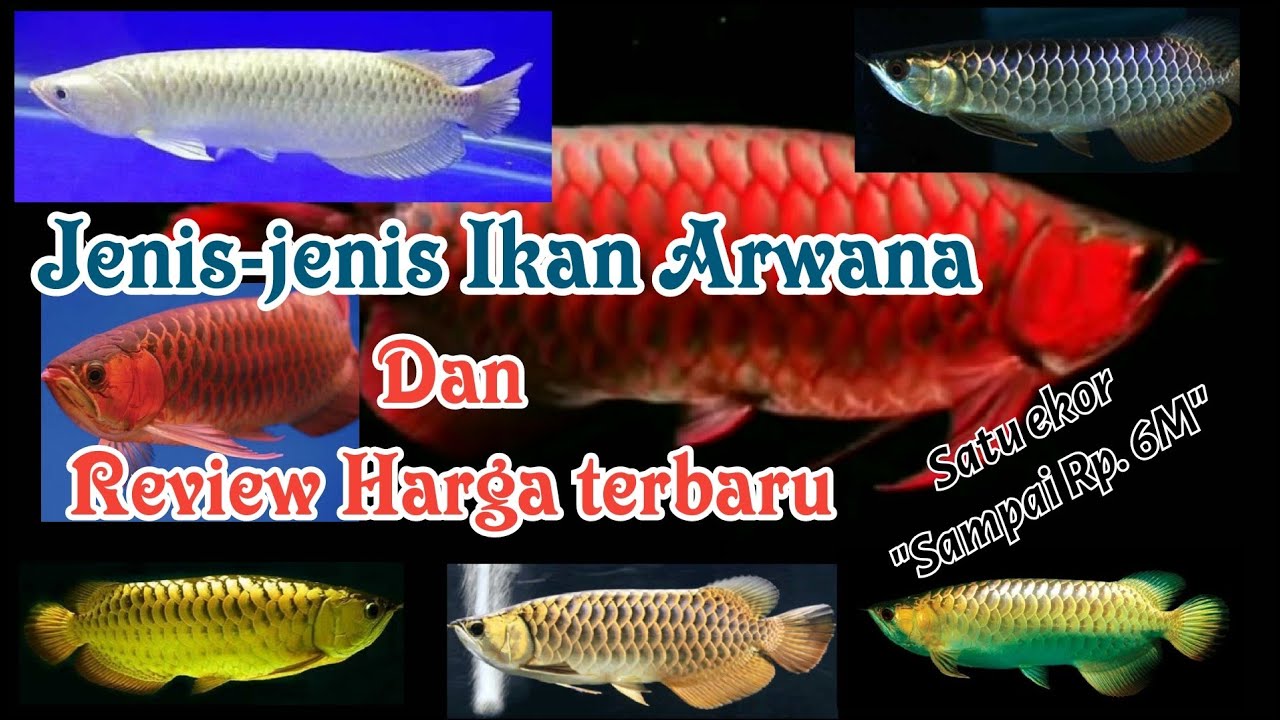 Jenis-jenis Ikan Arwana tercantik dan harganya - YouTube