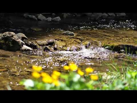 Relaxing River Sounds   Gentle River, Nature Sounds of 3 Hours