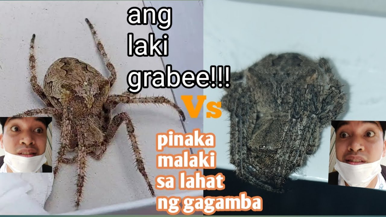 bakit lumaki ng ganto gagamba sa japan?? (pinakamalaking gagamba sa ...