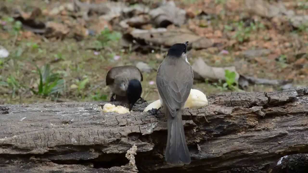Brown-breasted Bulbul (Pycnonotus xanthorrhous) - YouTube