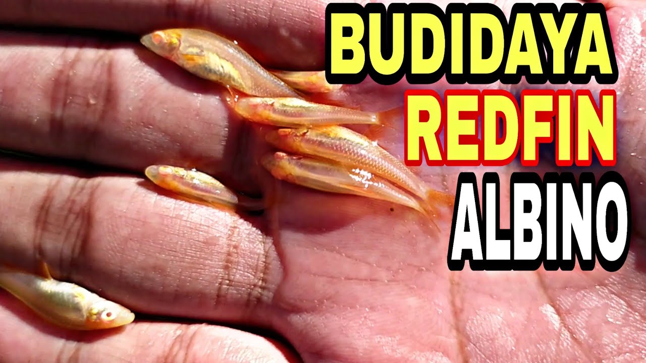 budidaya ikan redfin albino - YouTube