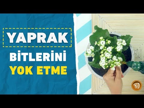 Çiçeklerde Yaprak Bitlerini Yok Etmenin En Kolay Yolu