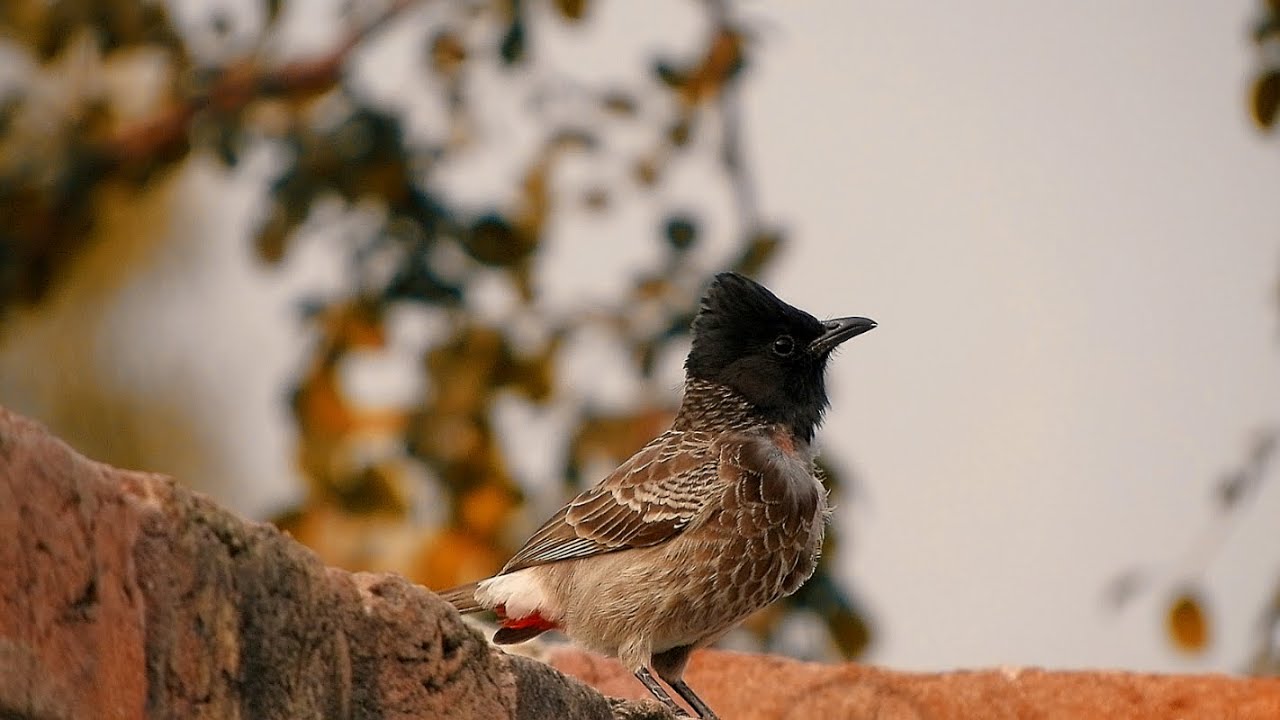 Asian nightingale sound - bulbul voice - find and call red vented ...